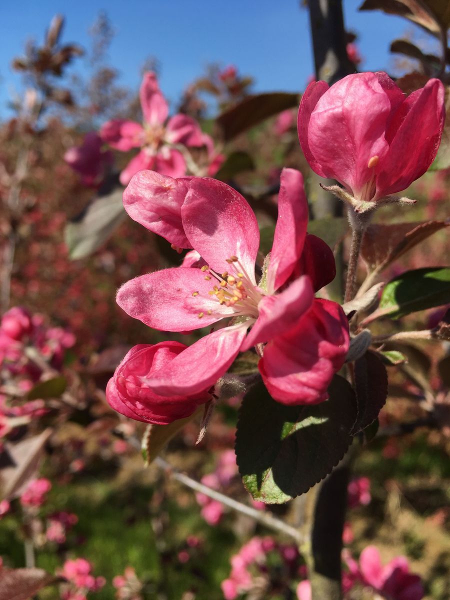 Malus 'Rudolph' :: Bienenweiden