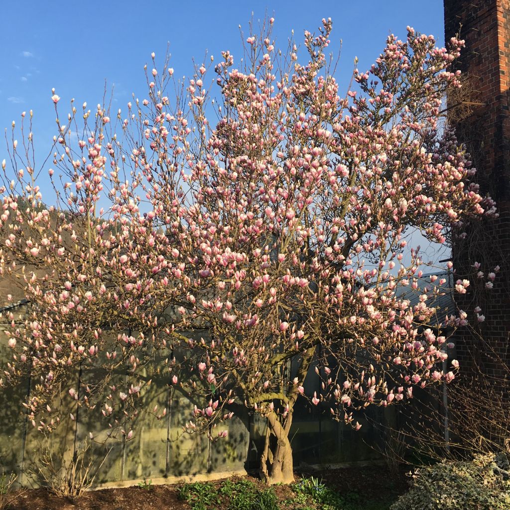 Magnolia soulangeana :: Frühjahrsblüher