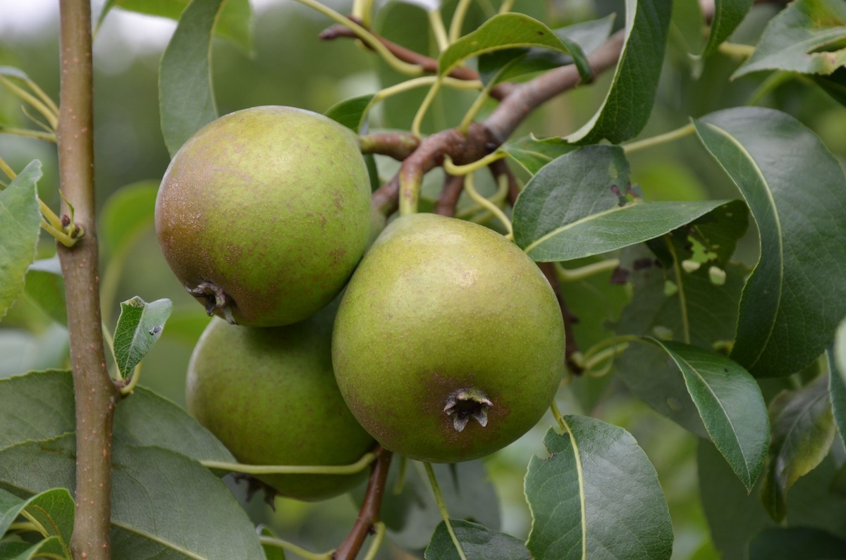 Pyrus com.'Madame Verte' CAC :: Birne