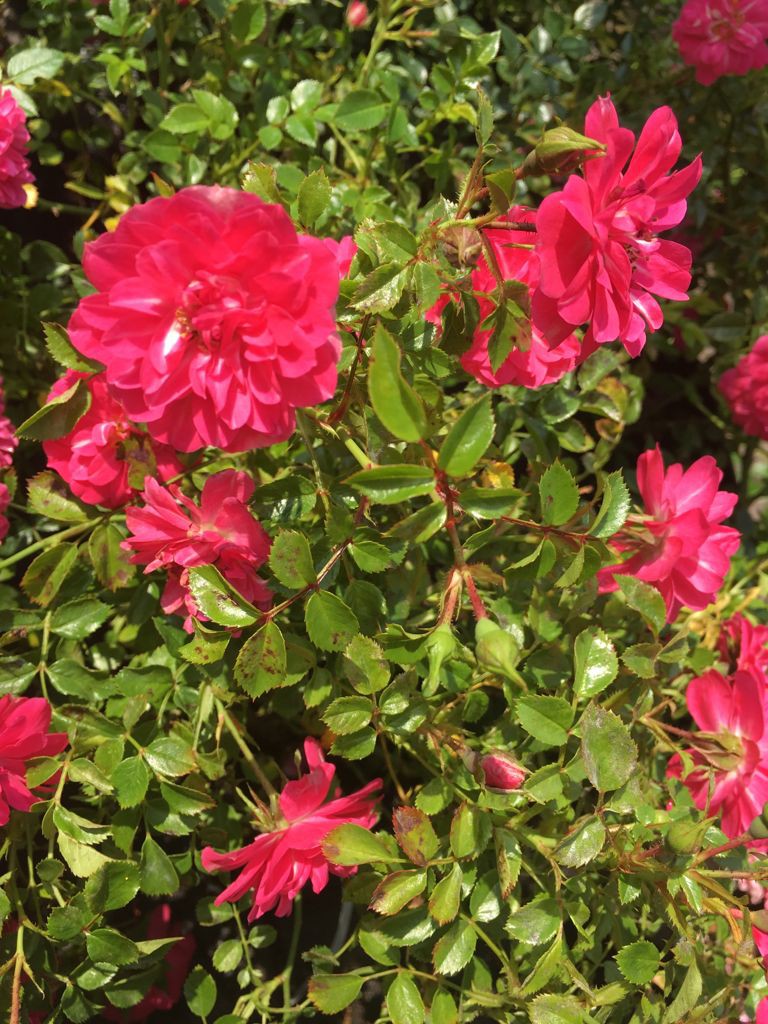 Bodendeckerrosen :: Spiess Baumschule & Gartengestaltung Wahlsburg